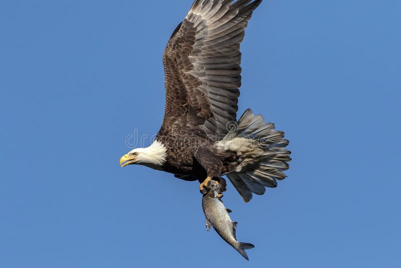 Debbie Eagle Quick Stock Photos - Free & Royalty-Free Stock Photos from ...