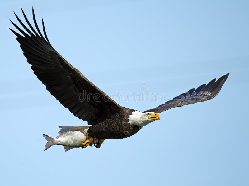 Bald Eagle with Fish stock photo. Image of fish, landing - 65330676