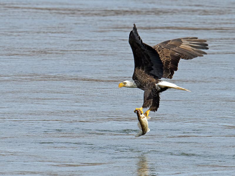 American Bald Eagle Landing on a Tree Branch Stock Photo - Image of ...