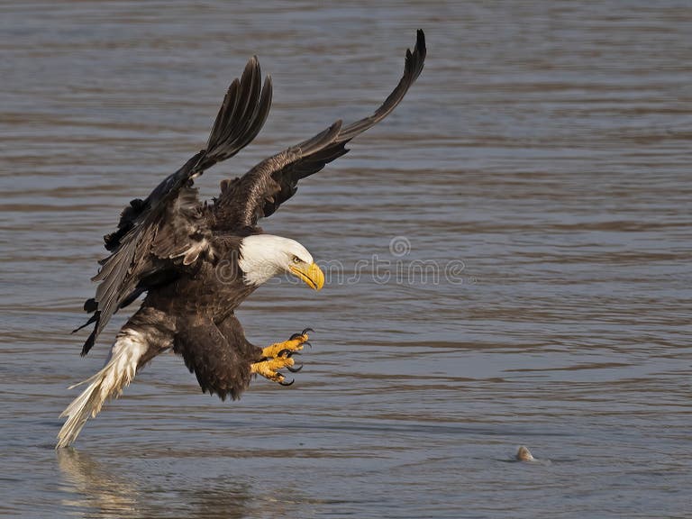 Bald Eagle Fish Grab stock photo. Image of eagle, wings - 165507626