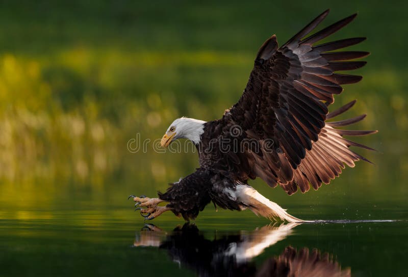 A Bald Eagle Fishing stock image. Image of banff, falls - 249078155