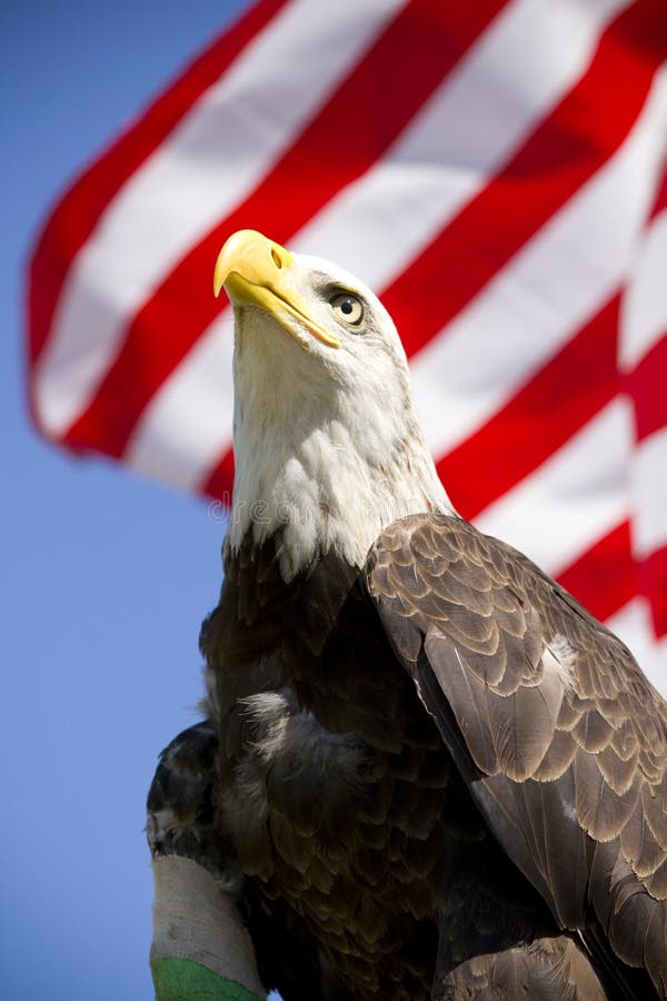 Bald Eagle with flag stock photo. Image of bald, wildlife - 19381516