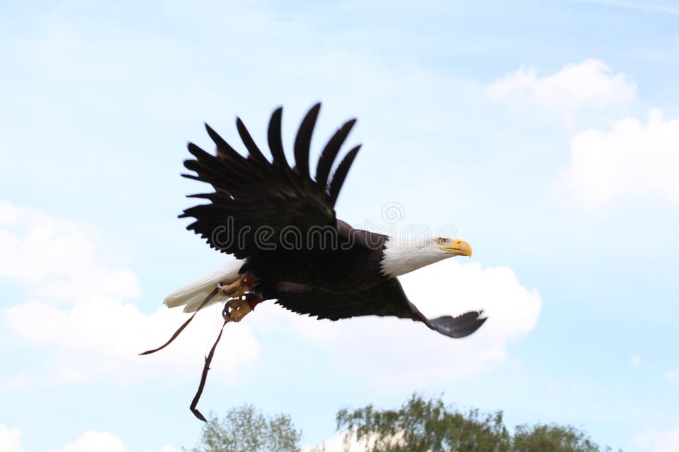 A Bald Eagle Flapping Its Wings Stock Image - Image of gull, animal ...