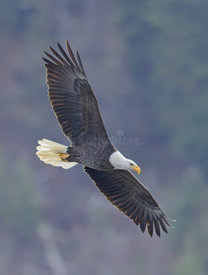 Bald Eagle Flies Low in the Sky Stock Image - Image of feathers, eagle ...