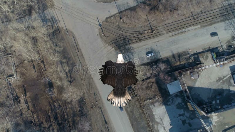 Bald Eagle in Top View on a Green Screen Stock Video - Video of ...