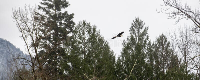 A Bald Eagle Flies Over the Skagit River in Washington State Stock ...
