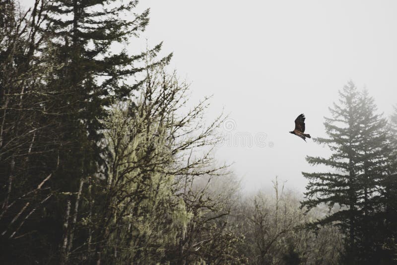 A Bald Eagle Flies Over the Skagit River in Washington State Stock ...