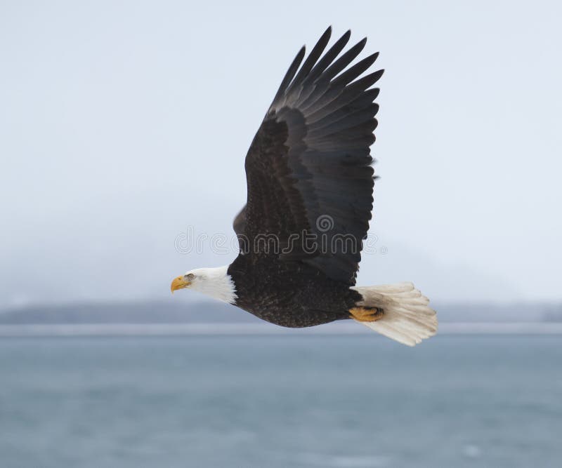 Bald Eagle Flies Over Water in Homer, Alaska Stock Image - Image of ...
