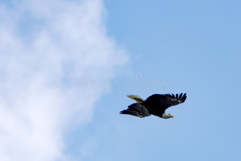 Flying Bald Eagle in Florida Springtime Sky Stock Image - Image of ...