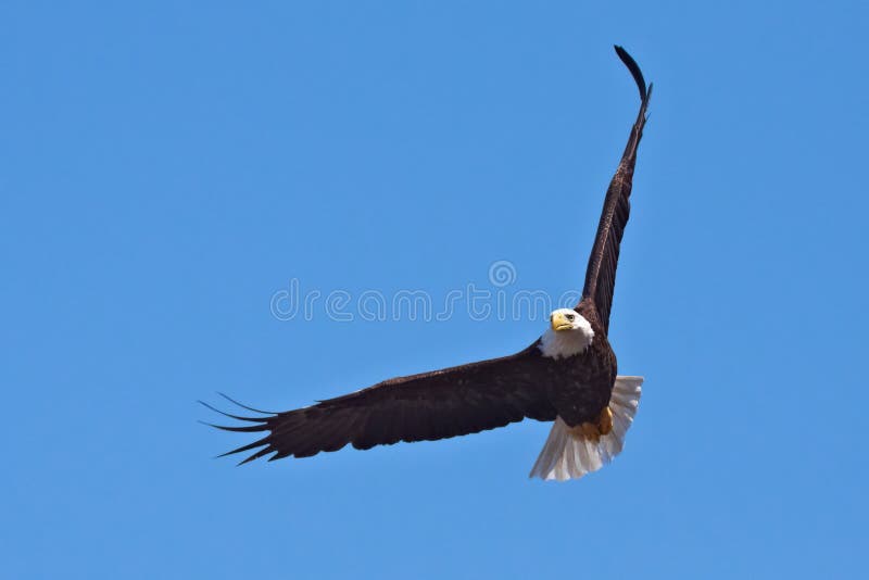 Bald Eagle Flight stock photo. Image of predator, baldeagle - 53258056