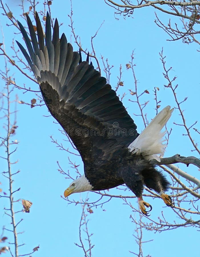 Bald eagle in a flight. stock photo. Image of flight - 259072996