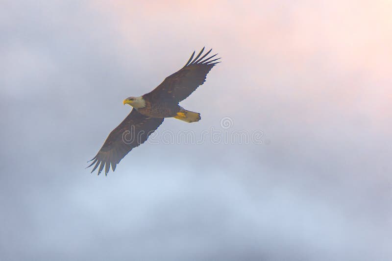 Bald Eagle Soaring through the Clouds the Sun Shining through the Misty Sky, on Wide Broad Wings ...