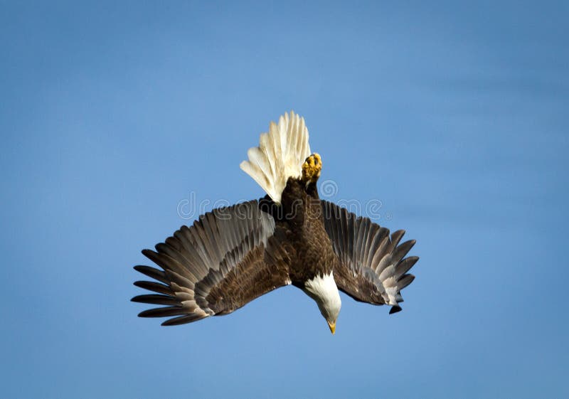 Bald Eagle In Flight Pictorial