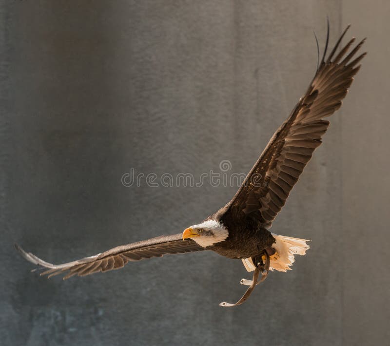 Bald Eagle in Flight Against the Wall Stock Photo - Image of face ...