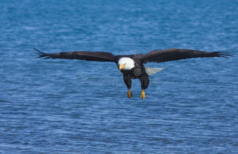Bald Eagle in Flight , Alaska Stock Image - Image of bird, blue: 34758465