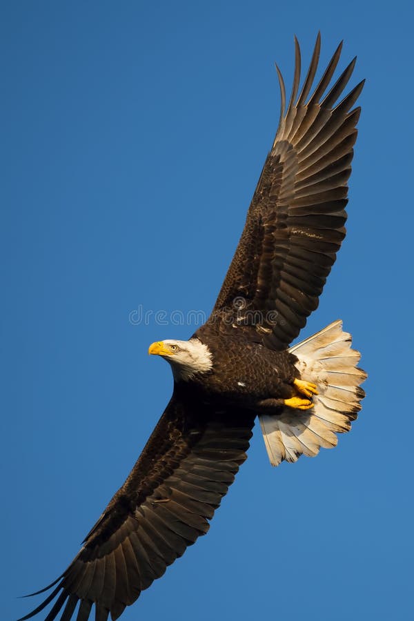 Bald Eagle Extended Wings Stock Photos - Free & Royalty-Free Stock ...