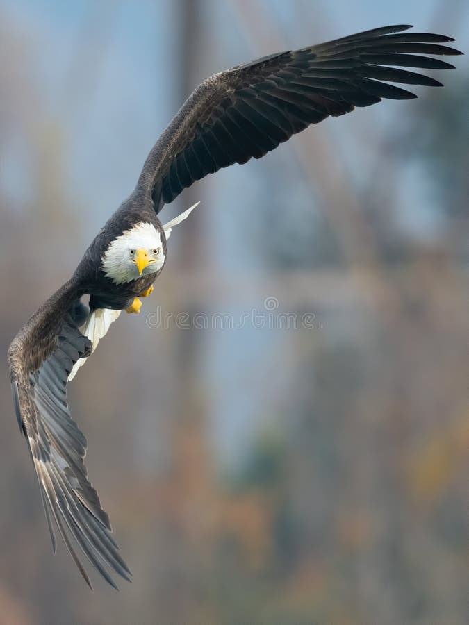 Bald Eagle in Flight stock photo. Image of hook, refuge - 178740782