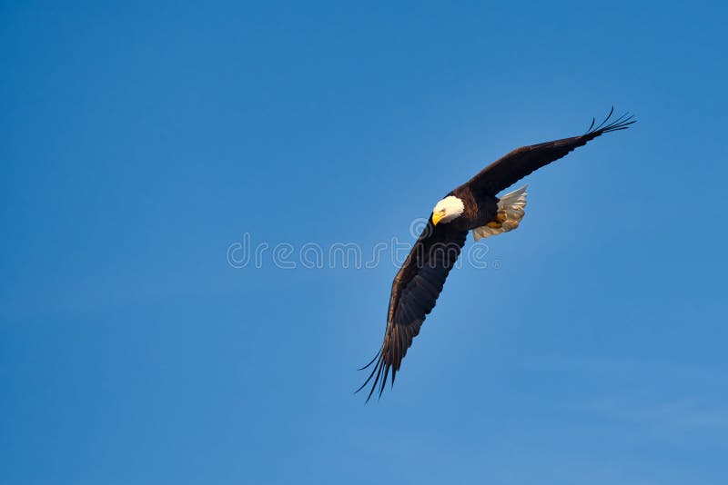 A bald eagle in flight. stock photo. Image of nature - 259005562