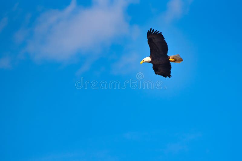 A bald eagle in flight. stock photo. Image of hope, america - 259005560