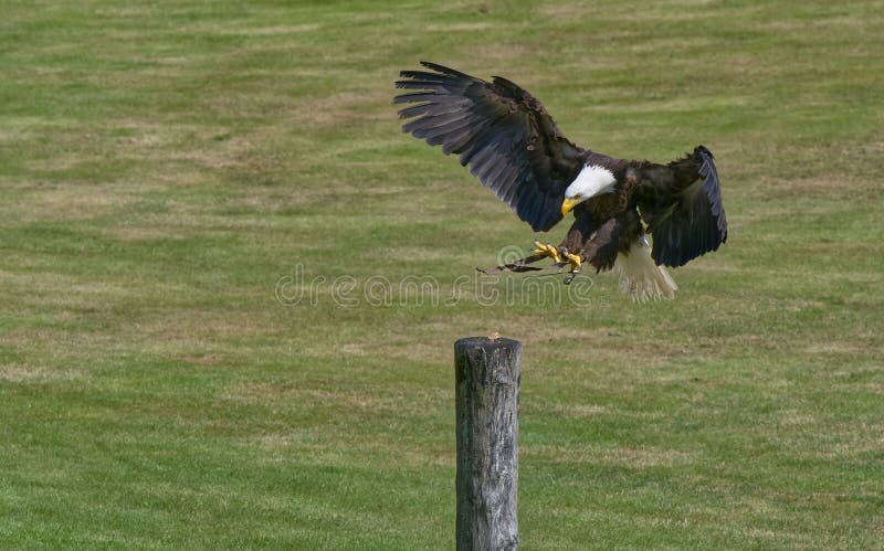 Bald Eagle in Flight Capturing Prey Stock Photo - Image of majestic, flight: 369366014