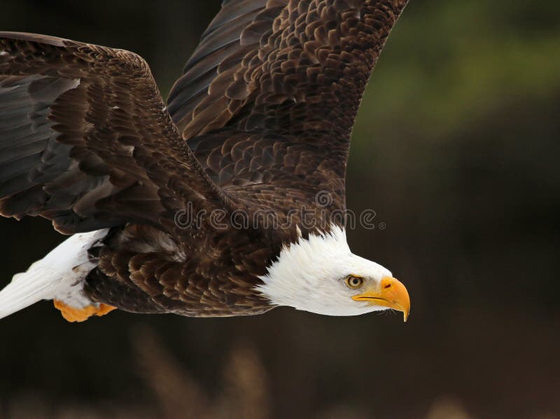 Bald Eagle Take-Off stock photo. Image of taking, haliaeetus - 53918840