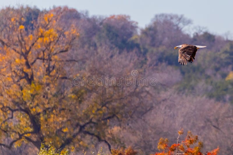 Bald Eagle in Flight with Fall Colors Stock Image - Image of fall ...