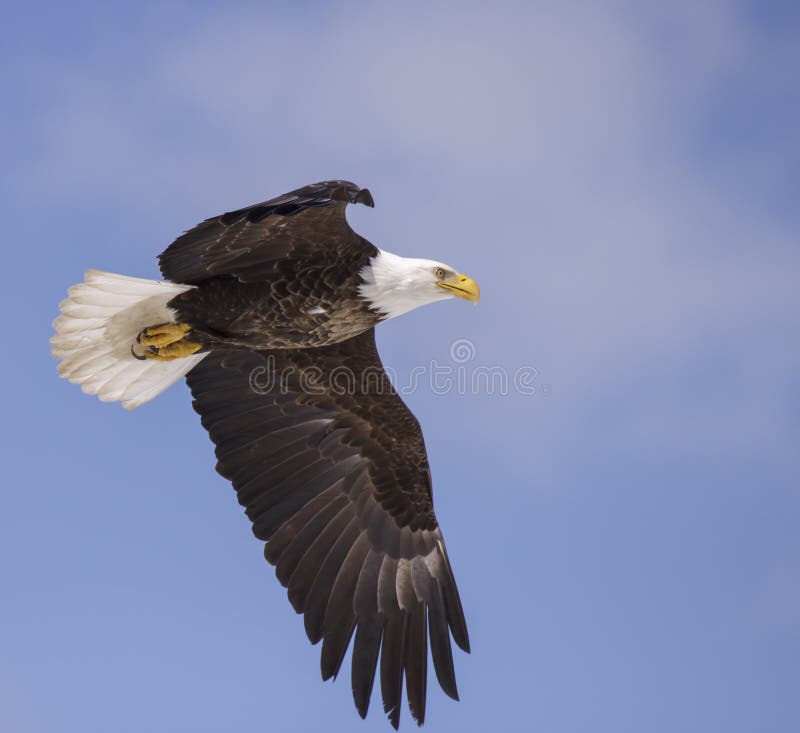 Bald eagle flight stock photo. Image of raptor, breton - 52814292