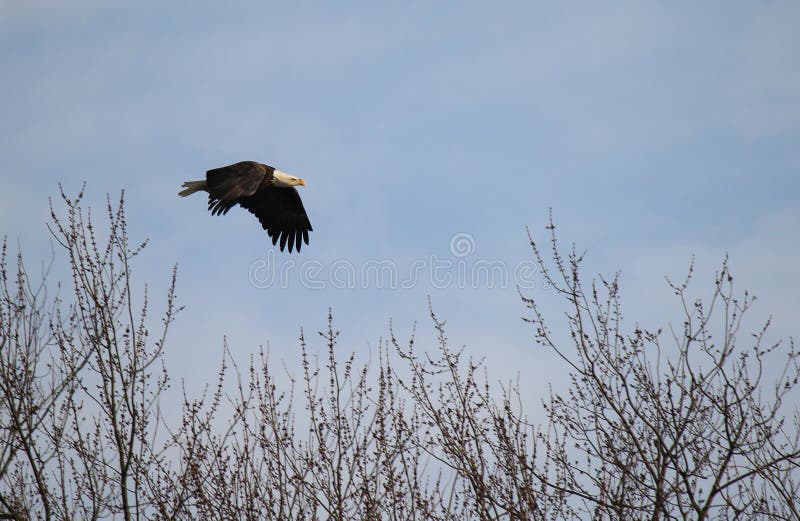 Bald Eagle in Flight stock image. Image of flight, iowa - 50314843