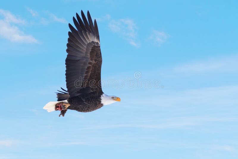 145 Bald Eagle Flight His Prey Stock Photos - Free & Royalty-Free Stock ...