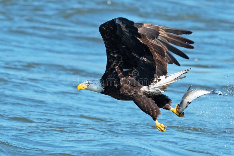 Bald Eagle in Flight with Large Fish in Talons Stock Image - Image of ...