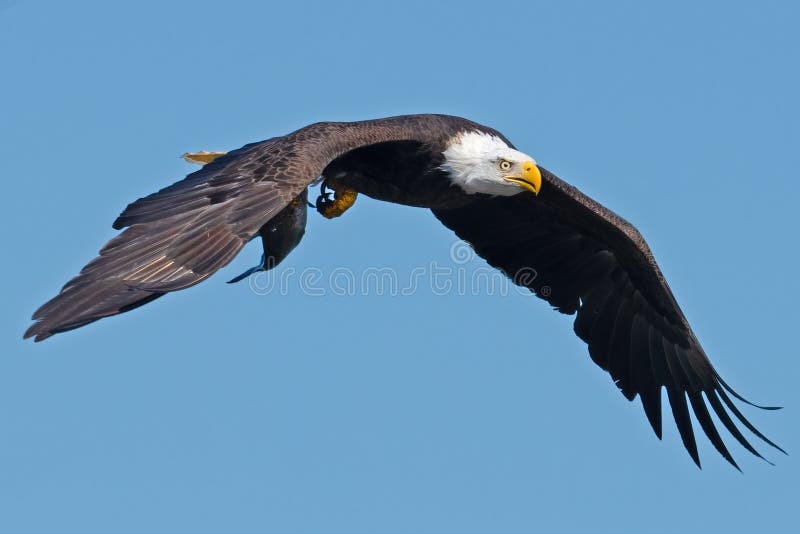 Bald Eagle in Flight with Large Fish in Talons Stock Photo - Image of ...