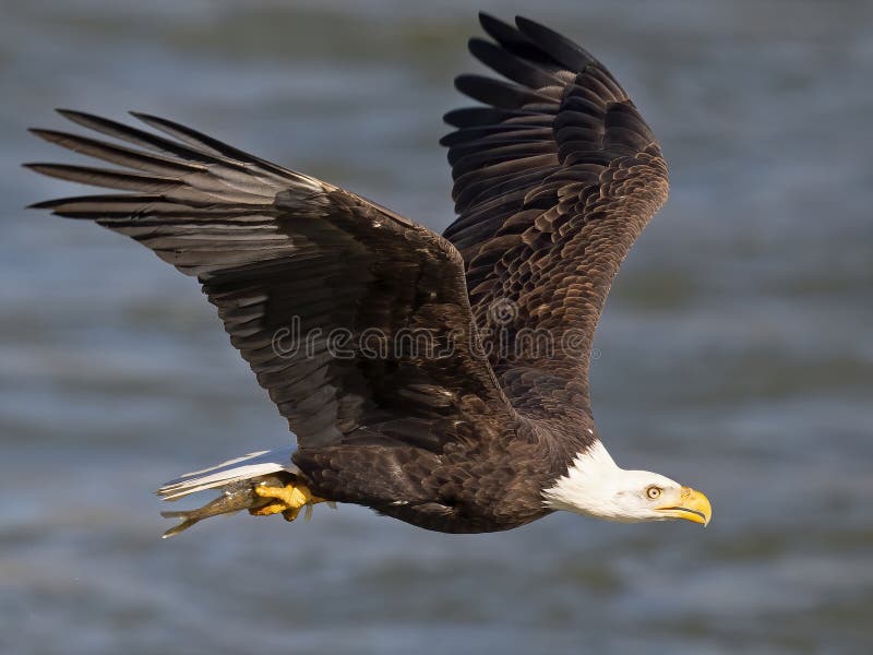 Bald Eagle in Flight with Large Fish in Talons Stock Image - Image of ...