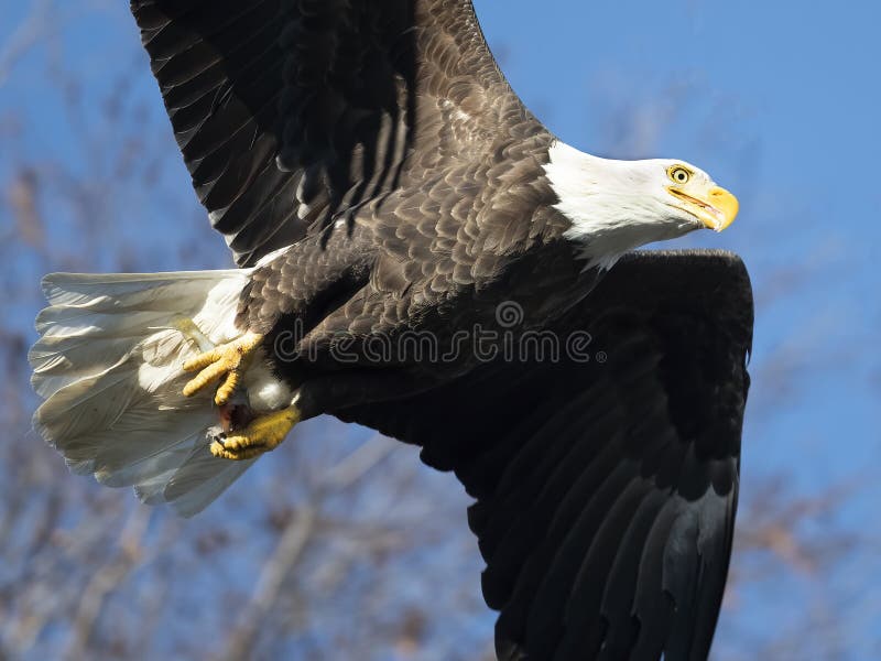 Bald Eagle in Flight with Large Fish in Talons Stock Image - Image of ...