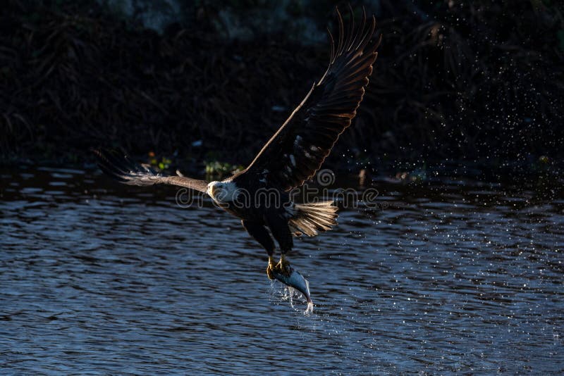 Bald Eagle in Flight Over a Lake Stock Photo - Image of nature, beak ...