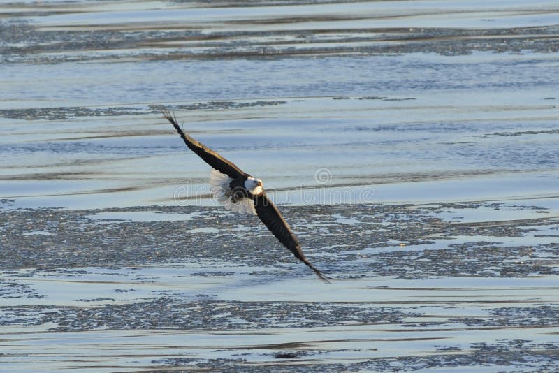 Bald Eagle in Flight stock image. Image of rivers, river - 193856909