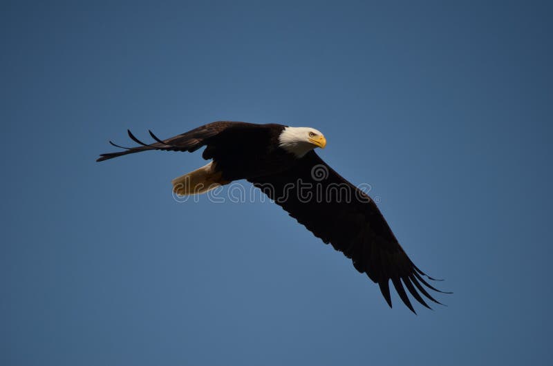 Bald Eagle in Flight Over the Ocean Stock Image - Image of bird, british: 419259577