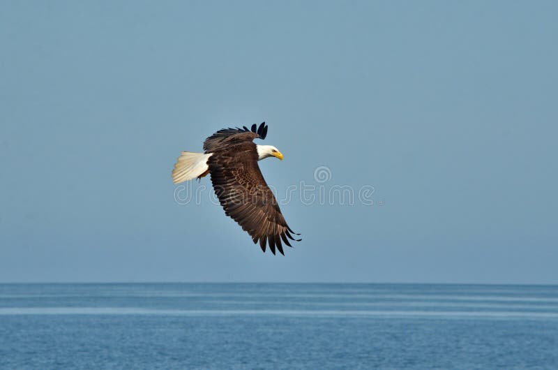 Bald Eagle in Flight Over the Ocean Stock Photo - Image of beak, haida: 419259586