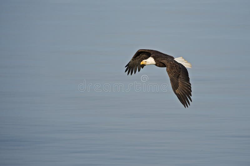 Bald Eagle in Flight Over Water Alaska Stock Image - Image of blue ...