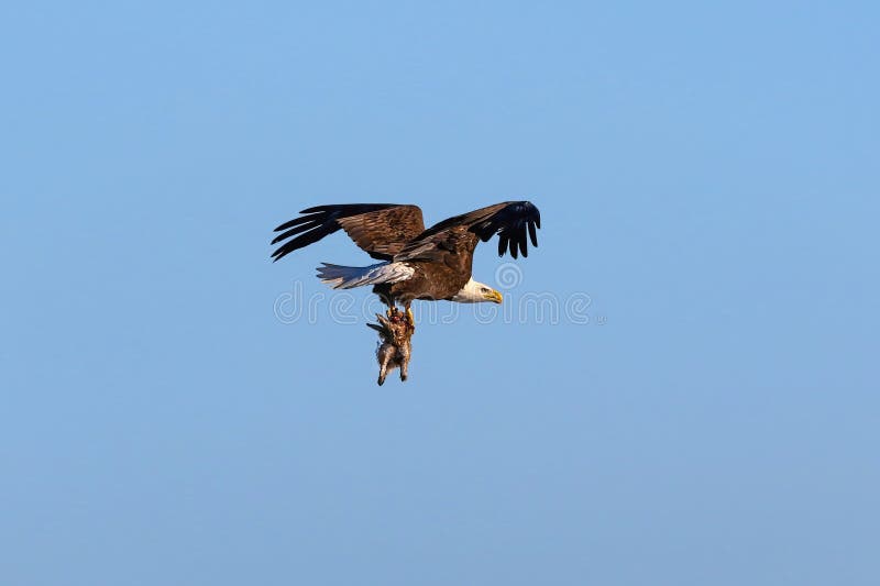 A Bald Eagle Flying with a Freshly Caught Rabbit in Its Grip Stock ...