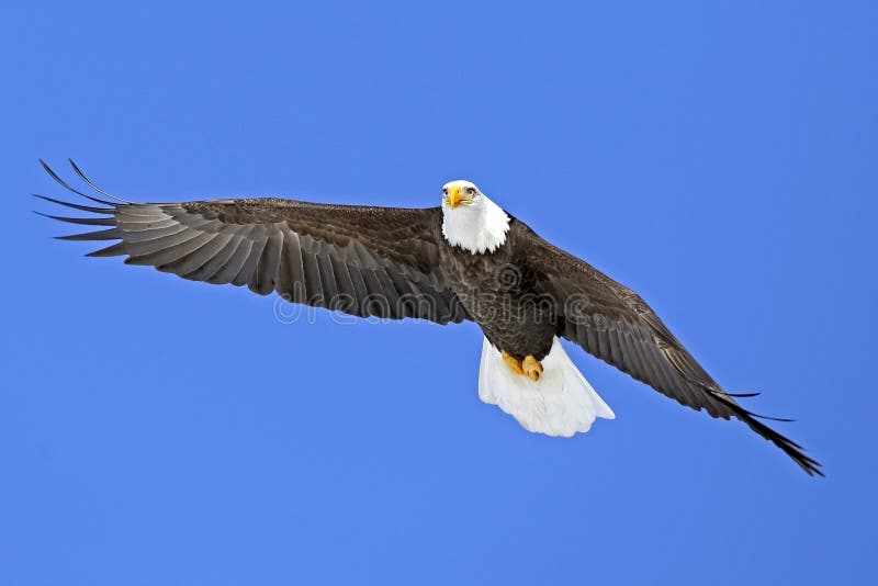 Eagle Flying In The Sky