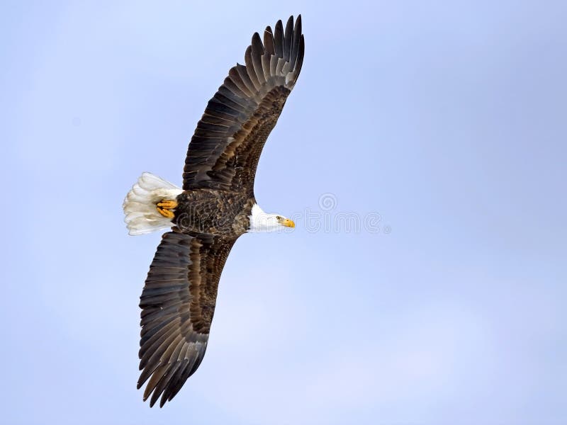 Bald Eagle Flight stock photo. Image of predator, baldeagle - 53258056