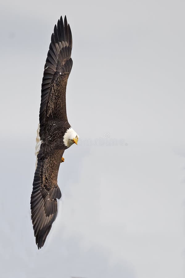 Bald Eagle Extended Wings Stock Photos - Free & Royalty-Free Stock ...