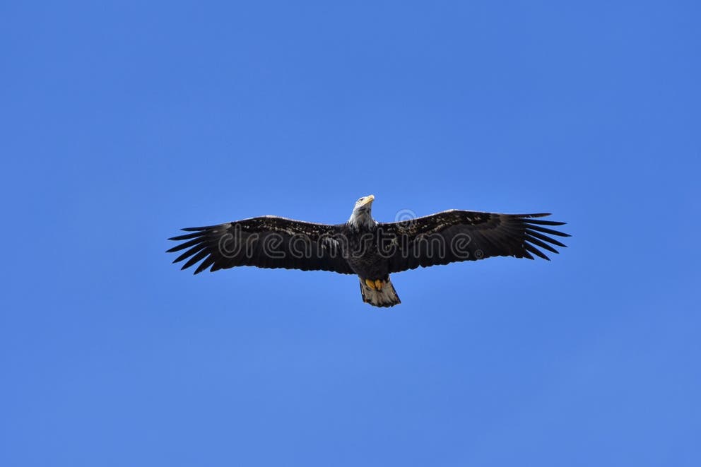 Bald Eagle in Flight stock image. Image of prey, flying - 313165197