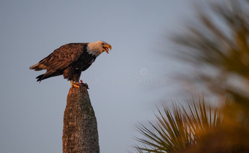 A Bald Eagle in Florida stock photo. Image of eastern - 214872474