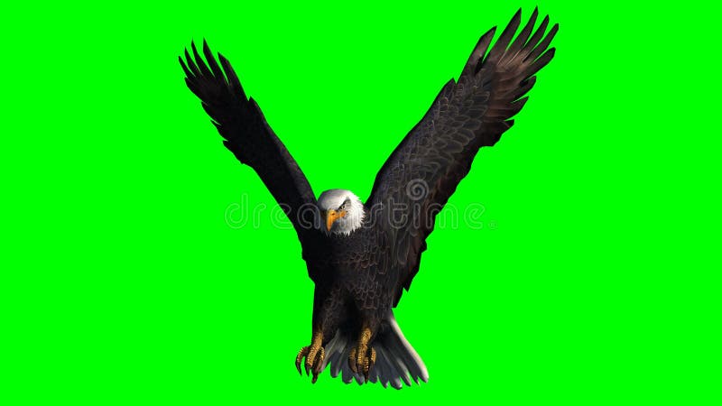 Bald Eagle in Fly - Green Screen Stock Image - Image of eagle, alaska ...