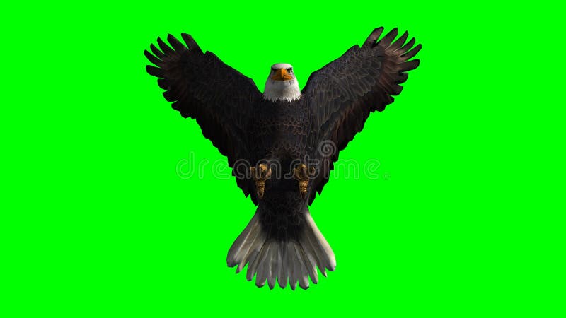 Bald Eagle in Fly - Green Screen Stock Image - Image of american ...