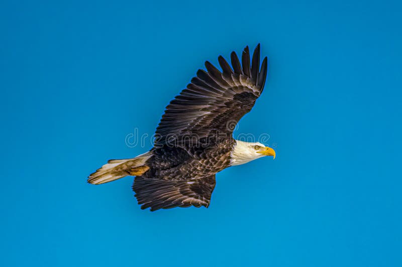 Bald eagle flying stock photo. Image of bald, bird, wildlife - 266531438