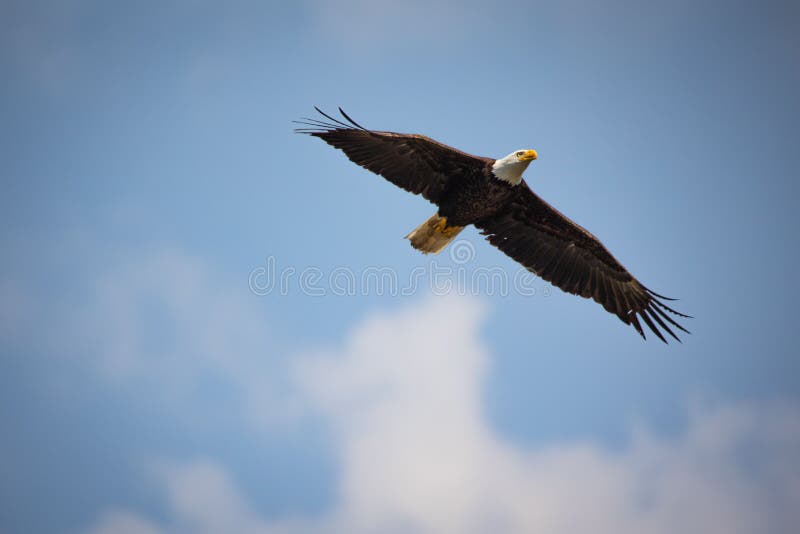Bald Eagle Flying Against a Cloudy Blue Sky Stock Image - Image of ...