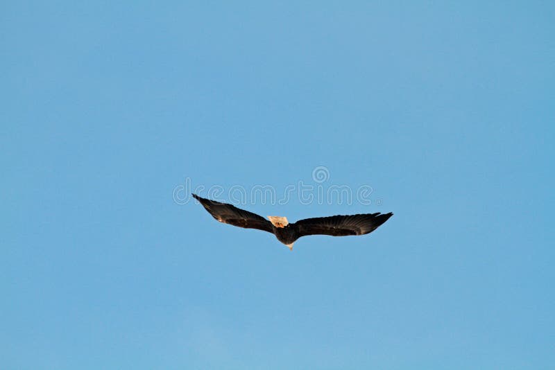 A Bald Eagle Flying in a Blue Cloudless Sky Stock Image - Image of ...