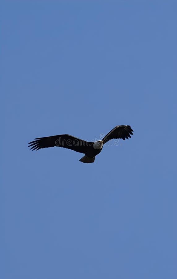 Bald Eagle Flying through the Blue Sky Stock Photo - Image of vast ...